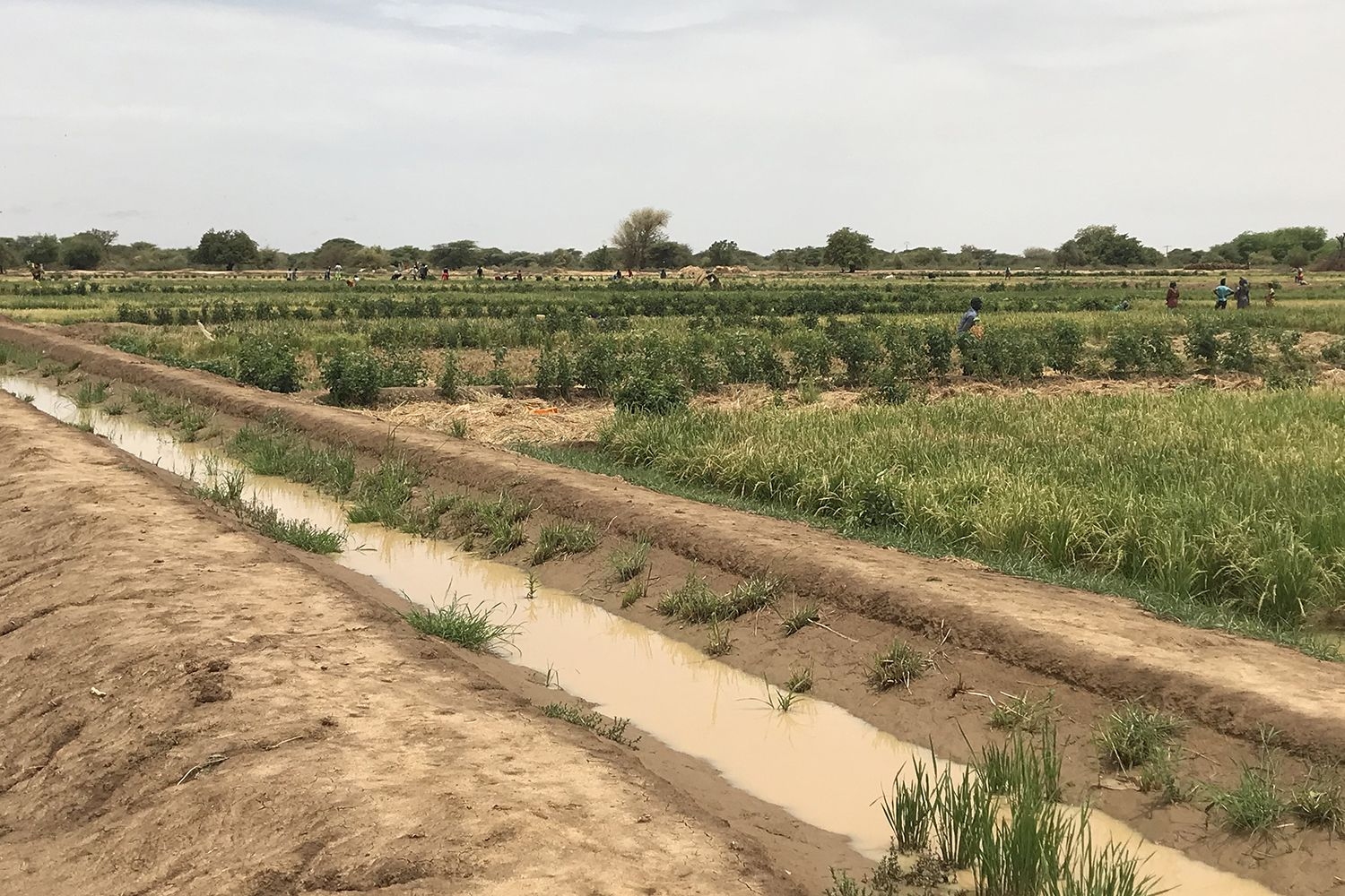 Collaborating for irrigation access solutions: Where policy and ...